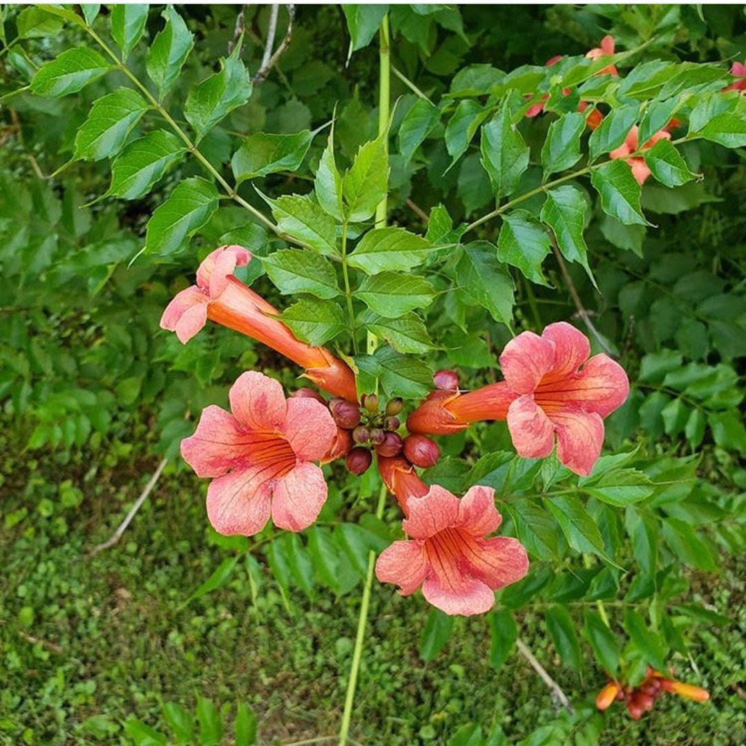 Hummingbird Vines (trumpet Vine) in a Quart Container - Etsy
