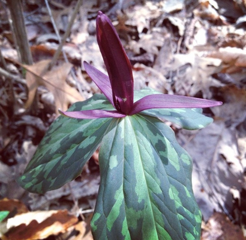 10 Assorted Trillium Roots | Etsy