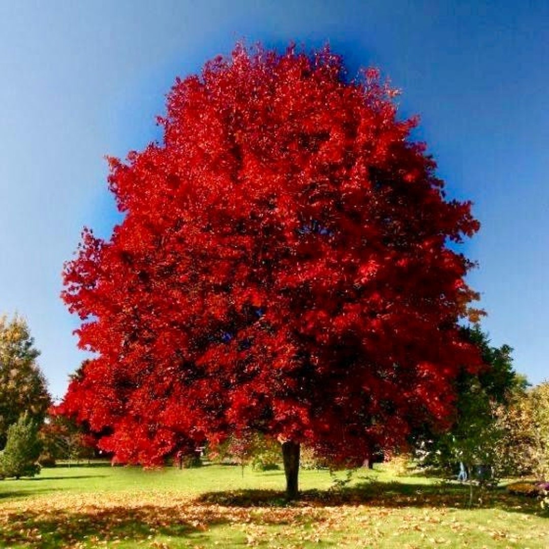 1 Brandywine Maple Tree in a Quart Container - Etsy