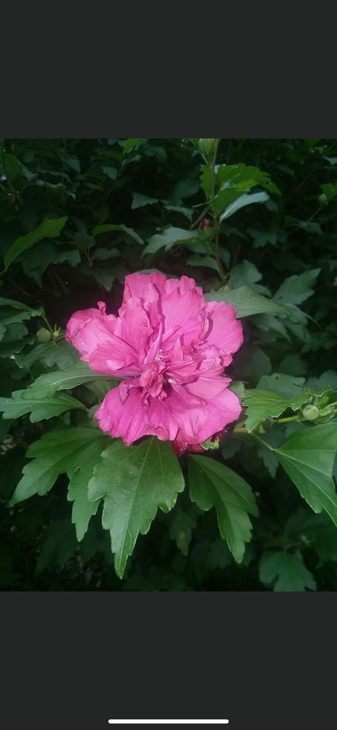 2 Double Red Althea Shrub/tree (rooted Cuttings) - Etsy