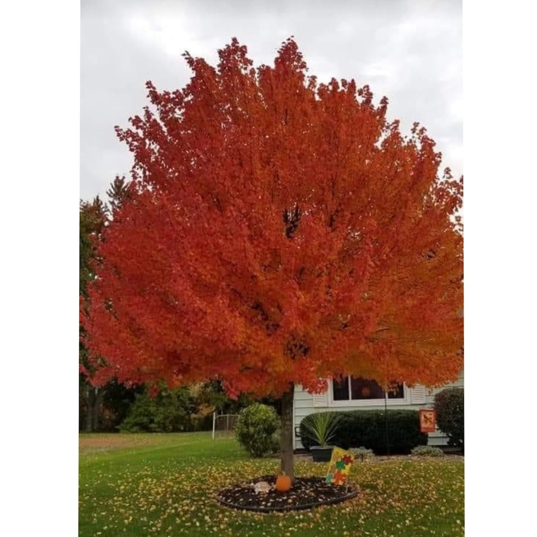 1 Potted ‘sun Valley’ Maple in Quart Container - Etsy