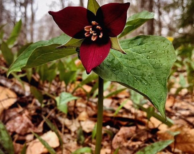 10 Assorted Trillium Roots - Etsy
