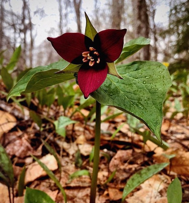 10 Assorted Trillium Roots | Etsy