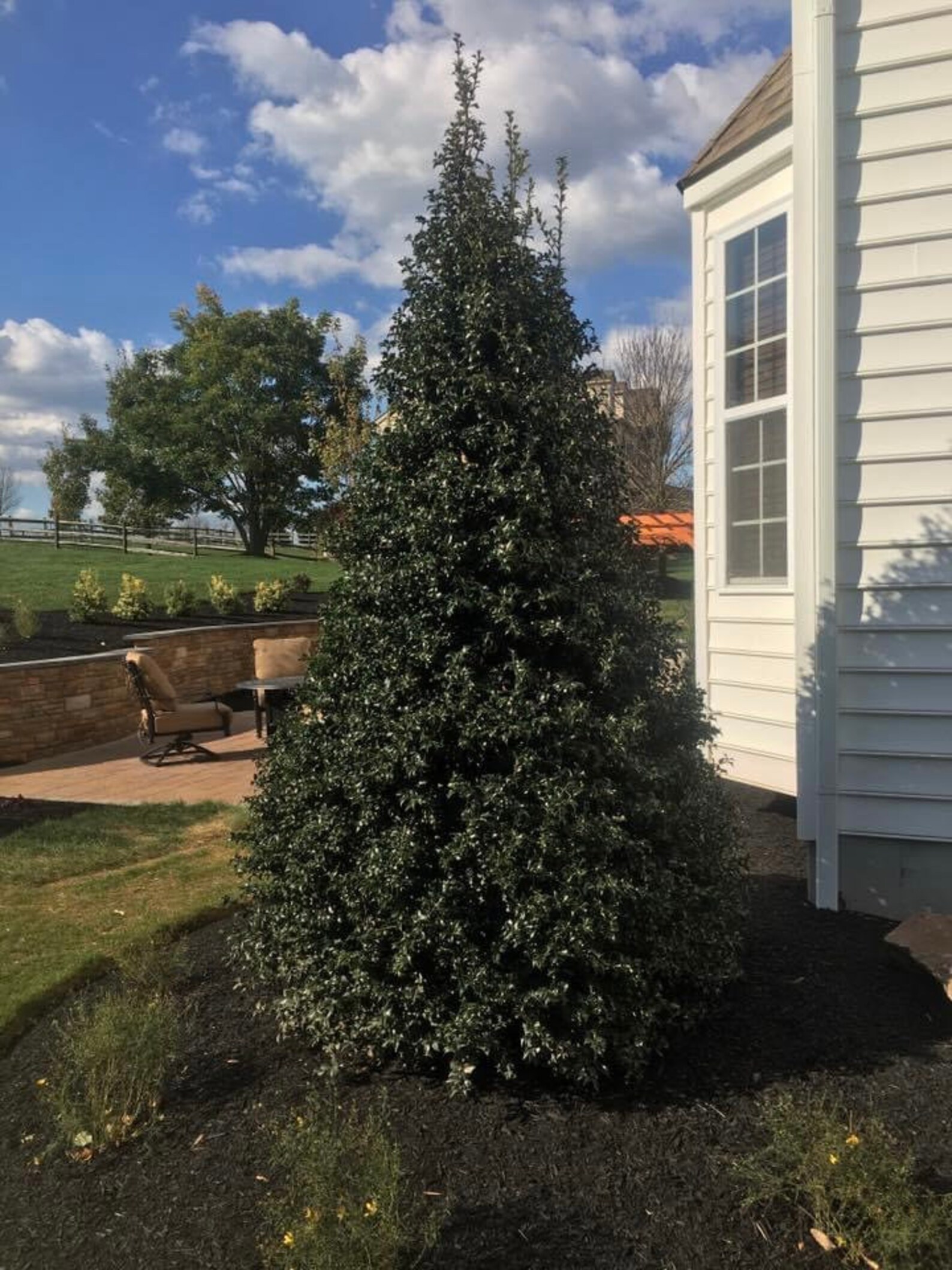 1 Dragon Lady Holly in a Quart Container - Etsy