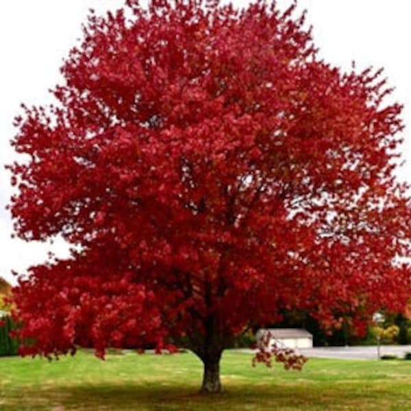 Red Maple - Etsy