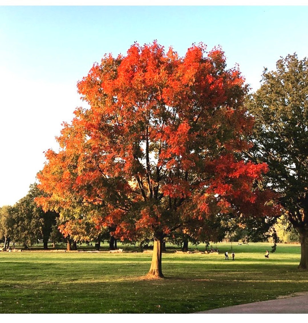1 Red Oak Tree in a Quart Container - Etsy