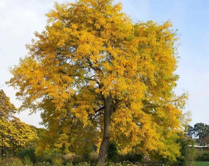 5 (12-24”) Honey Locust Trees (bare Root) - Etsy