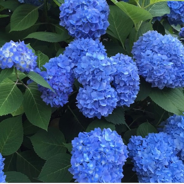 NativeGardensTN - Etsy