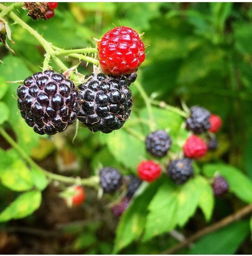 Wild Black Raspberry Plants