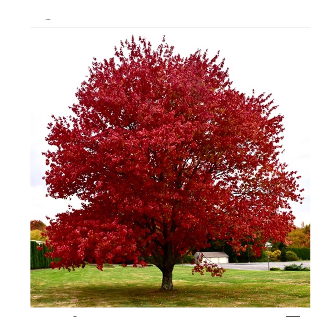 5 Red Maple Bare Root (acer Rubrum) - Etsy