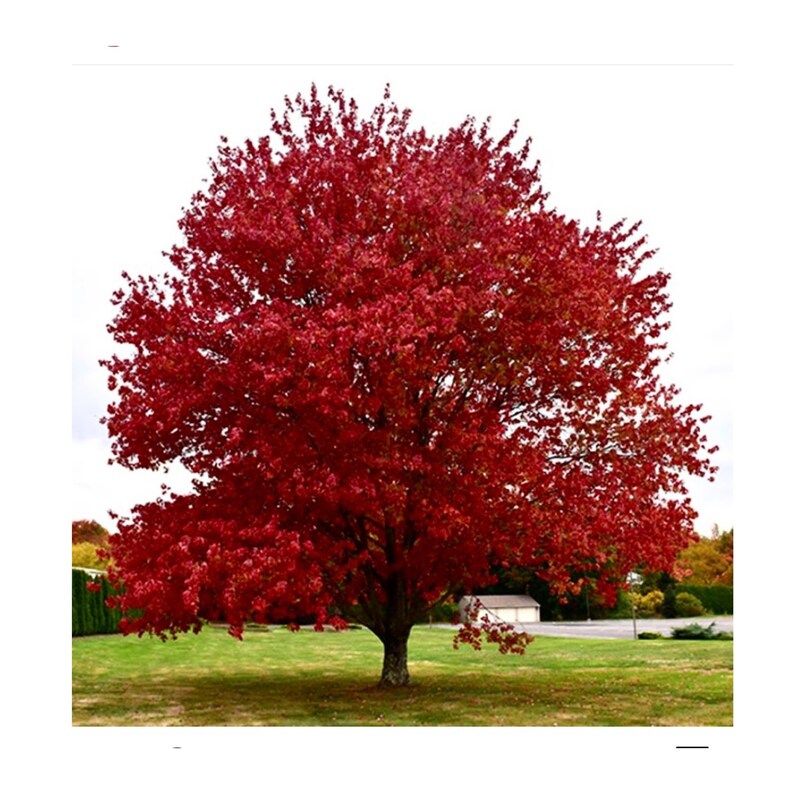 5 Red Maple Bare Root acer Rubrum | Etsy