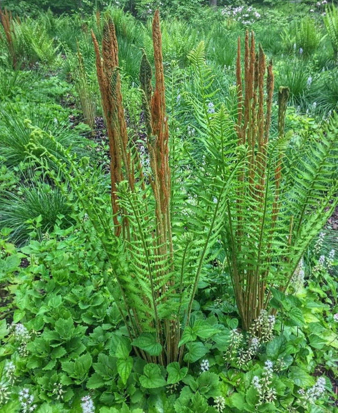 10 Cinnamon Ferns bare Root - Etsy