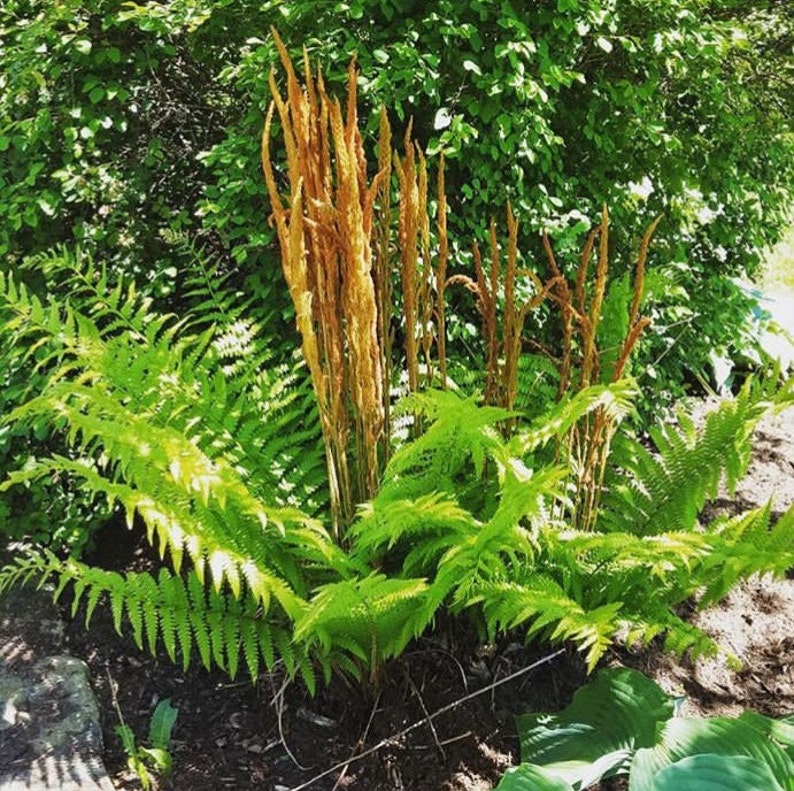 10 Cinnamon Ferns Bare Root | Etsy