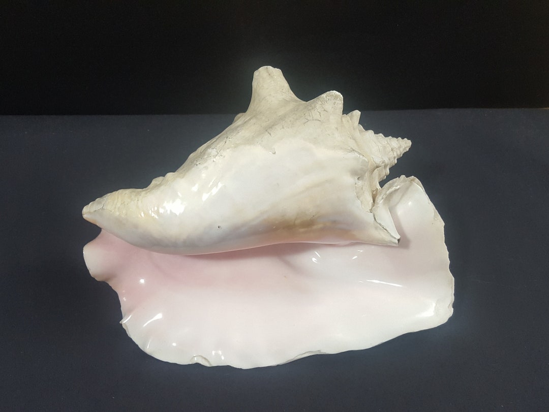 Conch Shell Decor - Etsy