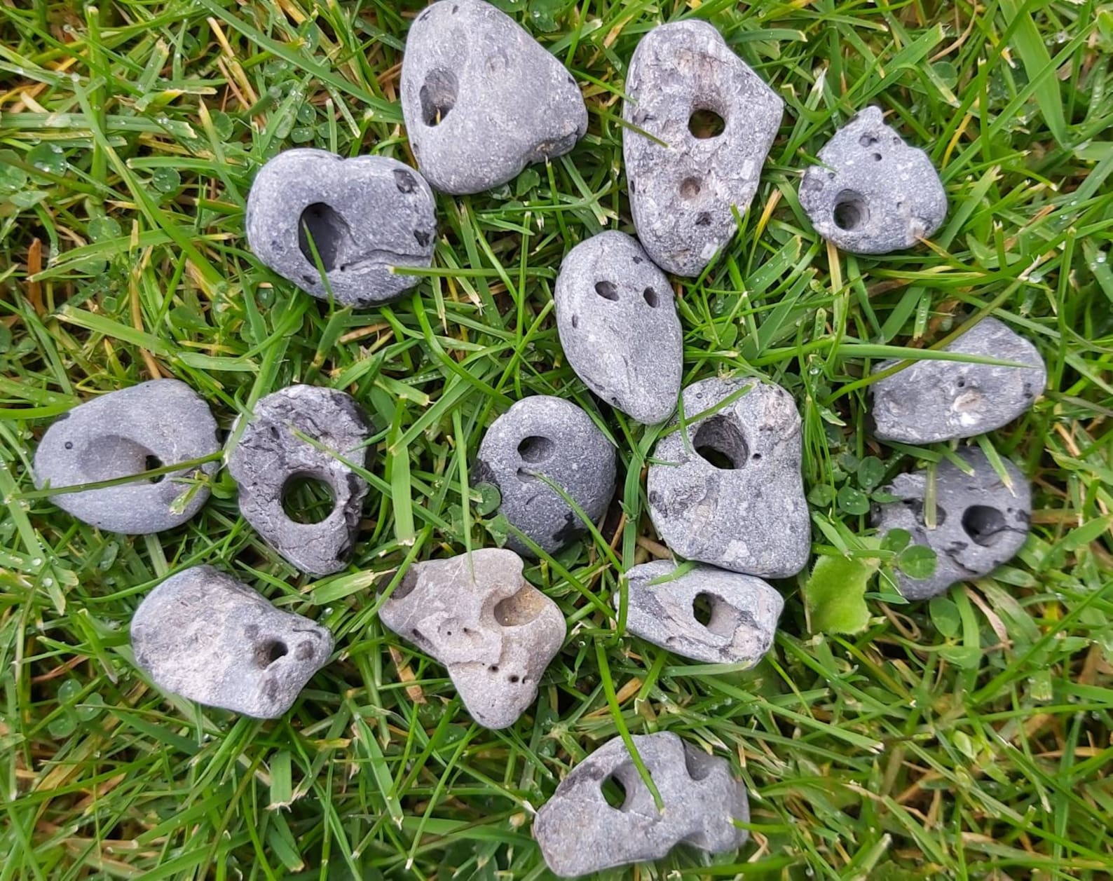 5-8 Irish Hag Stones small Multipack, Holey Stones, Adder Stones, Hag ...