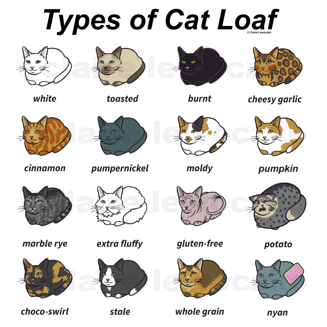 Types of Cat Loaf Print by Claire Lewoczko - Etsy