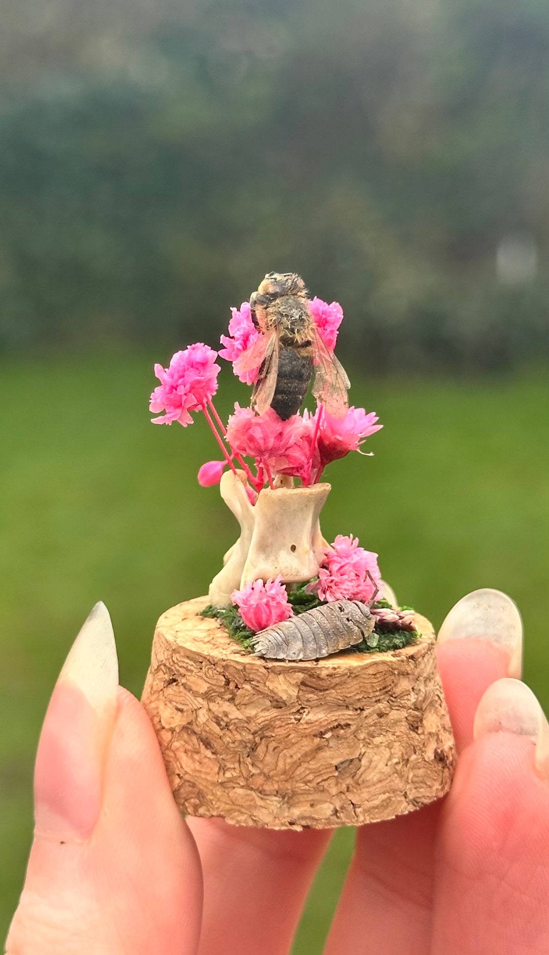 Unique Honey Bee Display Jar// Honey Bee Taxidermy, Preserved Honey Bee ...