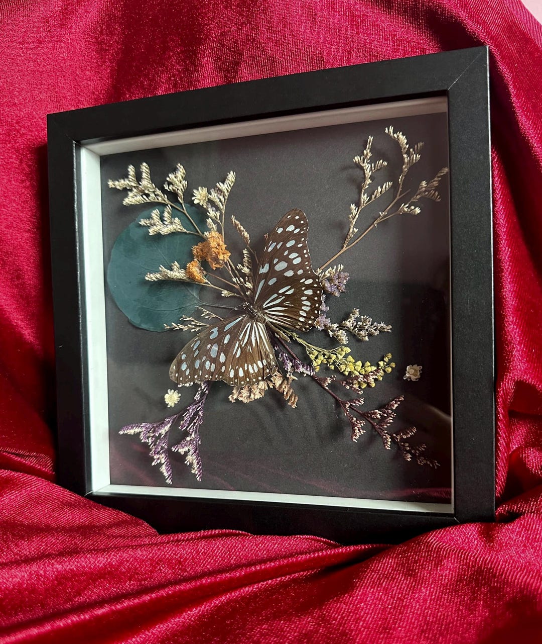 Preserved Butterfly Specimen Frame// Butterfly Taxidermy, Pinned Insect ...
