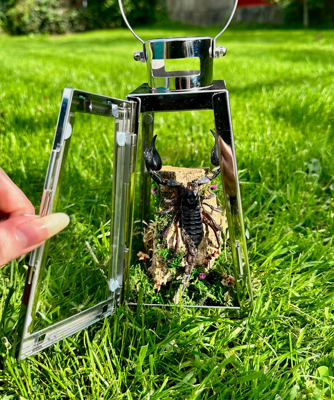 Real Scorpion Display// Arachnid Art Scorpion Display - Etsy