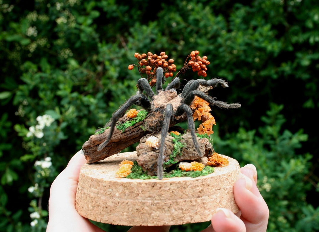 Tarantula Taxidermy Dome// Tarantula Display, Arachnid Art, Preserved ...
