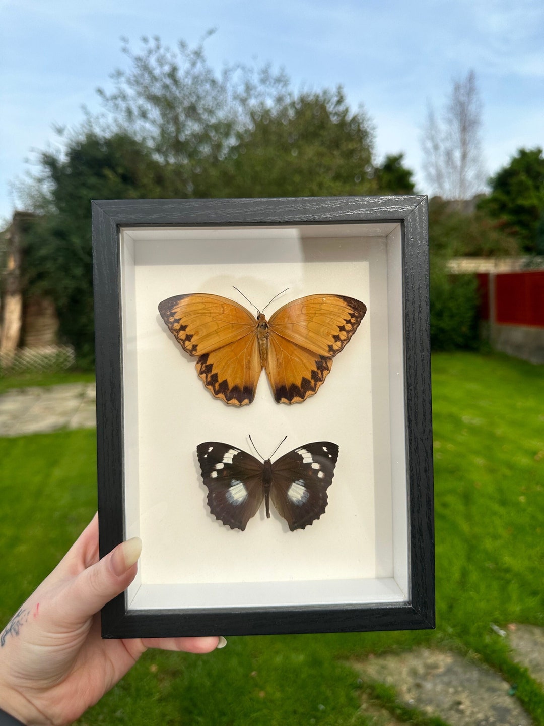 Ethical Taxidermy Frame// Unique Wall Hanging Insect Frame - Etsy