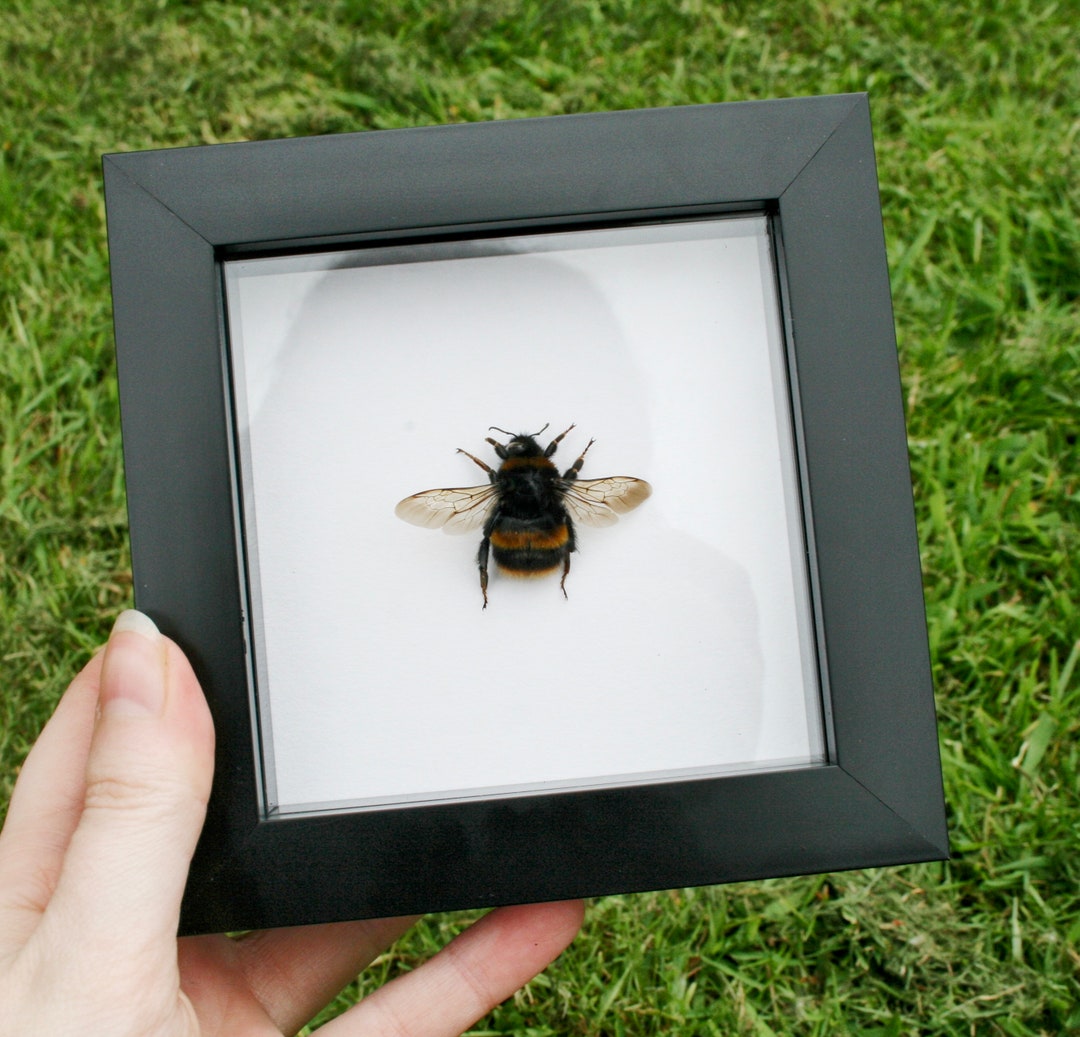 Bumblebee Frame// Unique Bumblebee Decor, Insect Taxidermy, Preserved ...