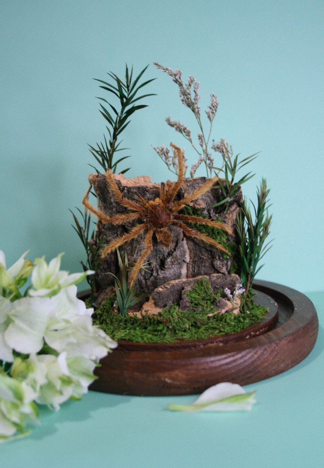 Detailed Huntsman Taxidermy Woodland Scene// Tarantula Taxidermy ...