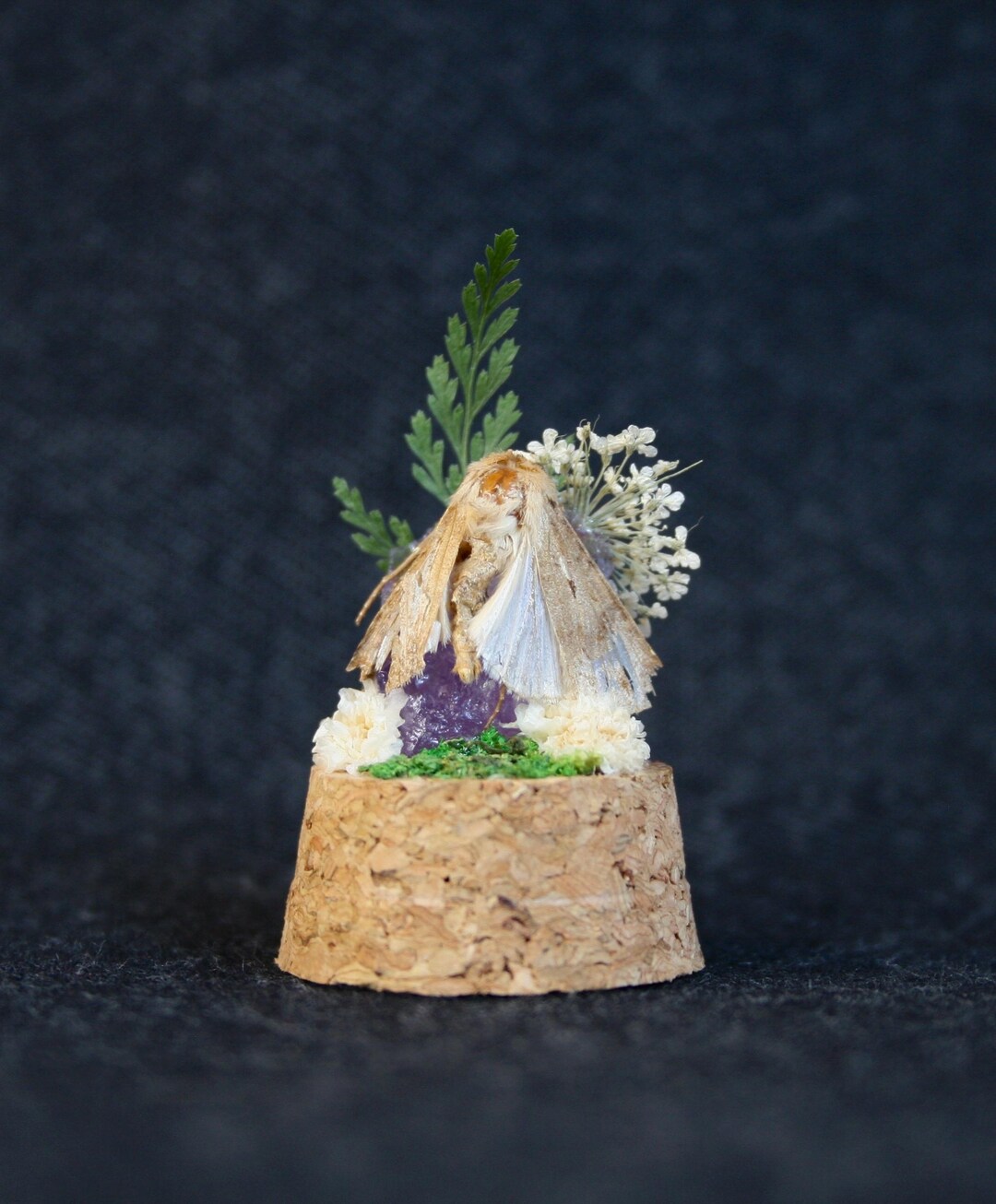 Mini Moth Oddity Display// Preserved Specimen, Oddity Jar, Curio Jar ...