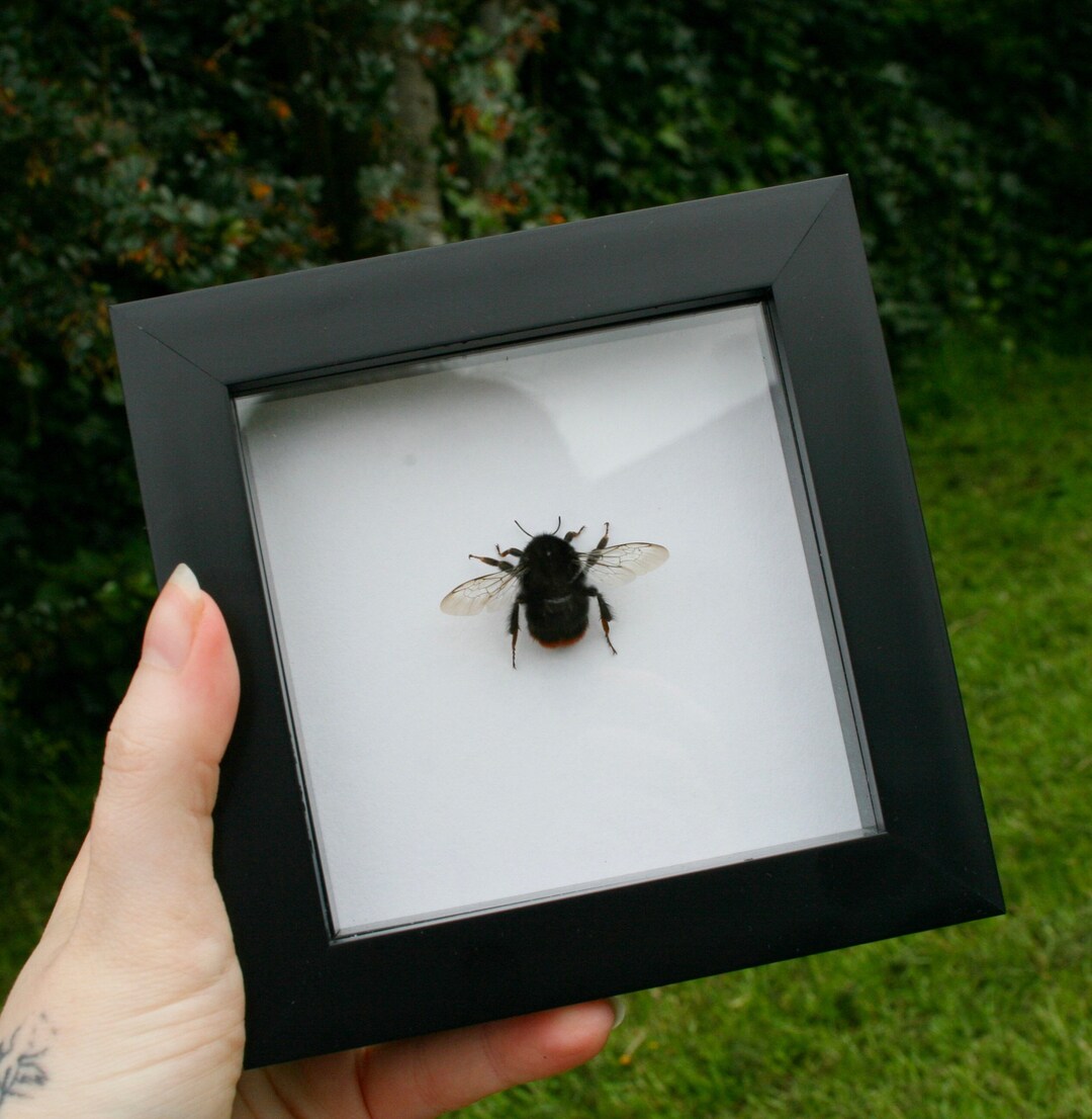 Bumblebee Taxidermy Frame// Real Bumblebee, Insect Taxidermy, Preserved ...