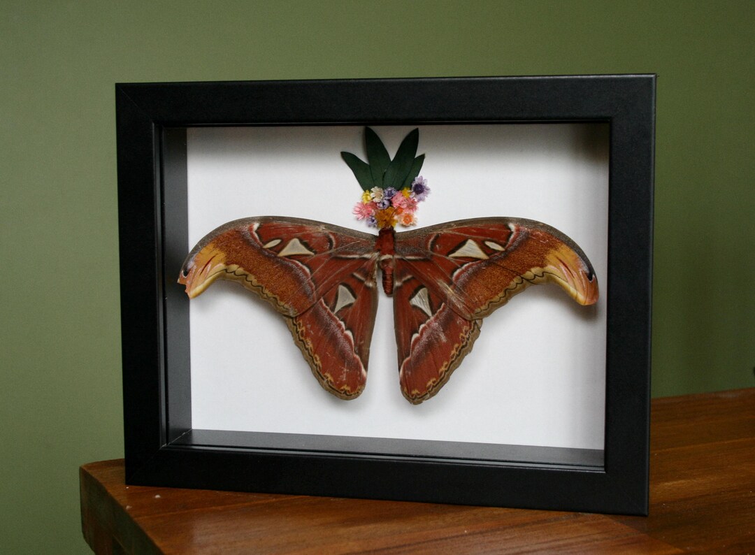 Atlas Moth Frame// Insect Taxidermy, Insect Wall Art, Framed Moth ...