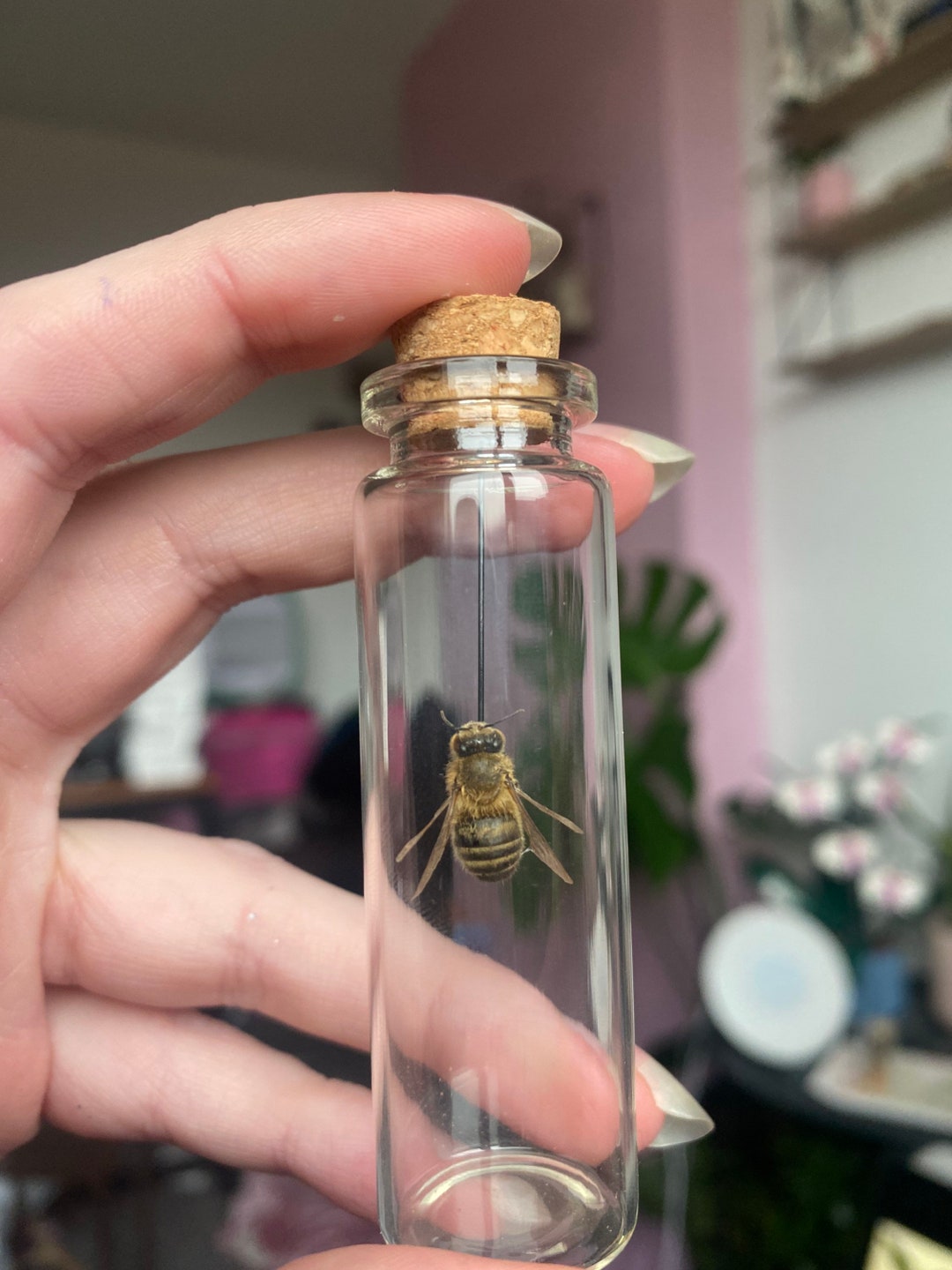 Honey Bee Specimen Jar//insect Specimen Jar, Bee Taxidermy, Educational ...