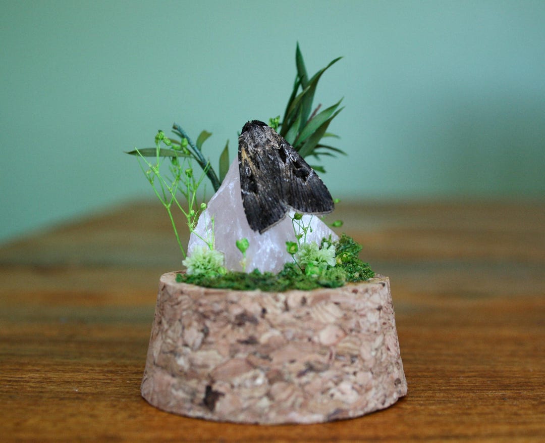 Miniature Moth Diorama - Natural History With Rose Quartz Crystal. - Etsy