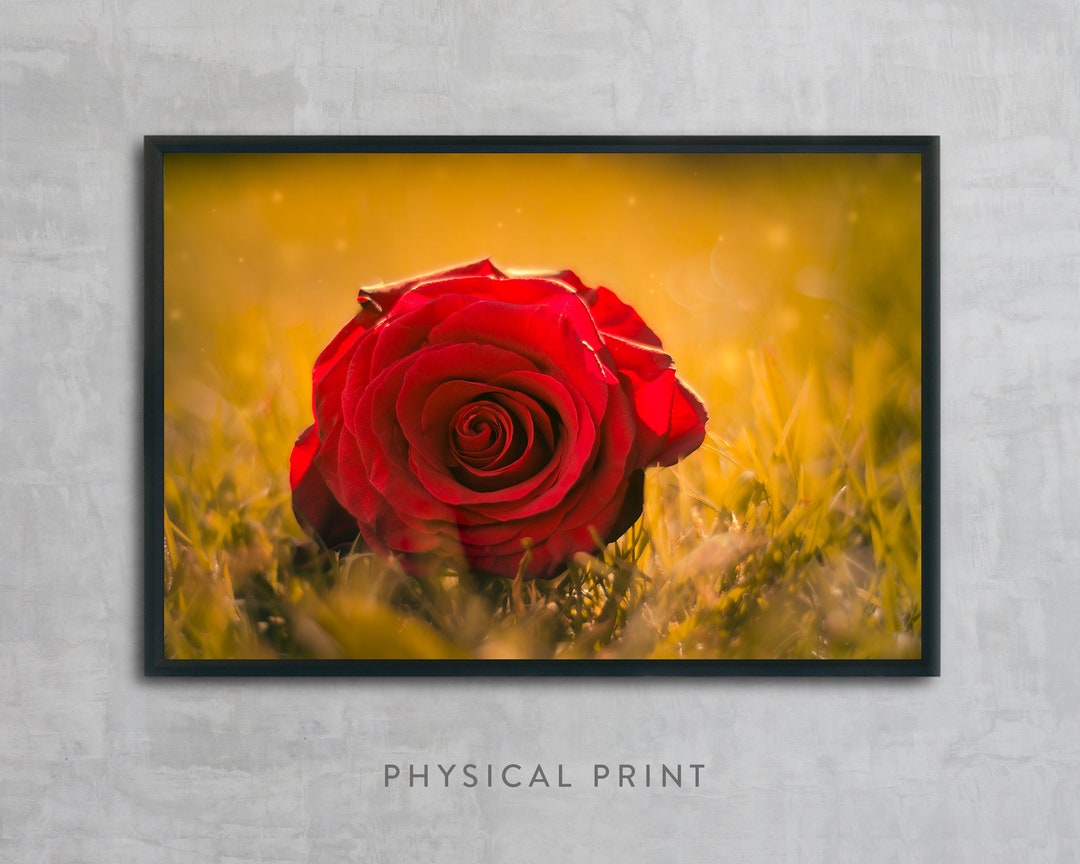 Red Rose Gold Background Physical Print Romantic Gift - Etsy