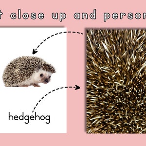 Animal Matching Cards | Animal Games | Match the Animals | Animals of ...