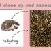 Animal Matching Cards | Animal Games | Match the Animals | Animals of ...