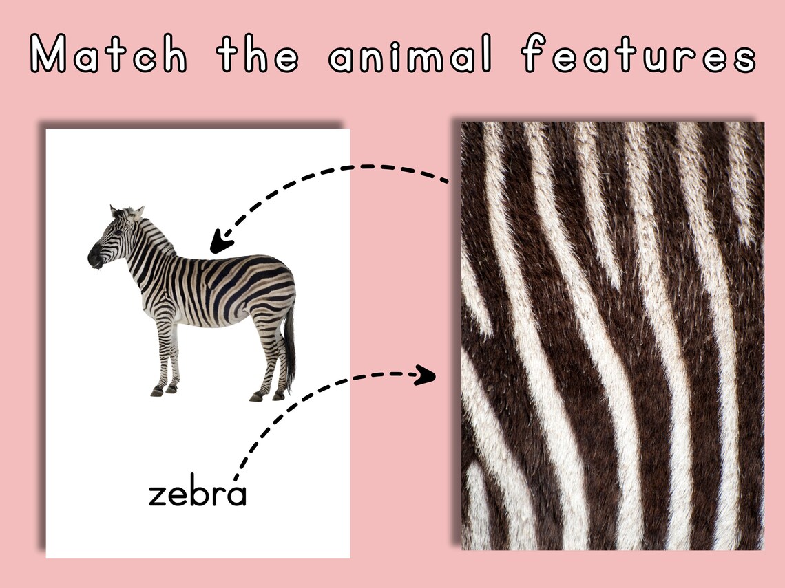 Animal Matching Cards | Animal Games | Match the Animals | Animals of ...
