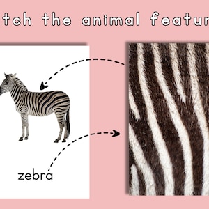 Animal Matching Cards | Animal Games | Match the Animals | Animals of ...