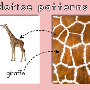 Animal Matching Cards | Animal Games | Match the Animals | Animals of ...