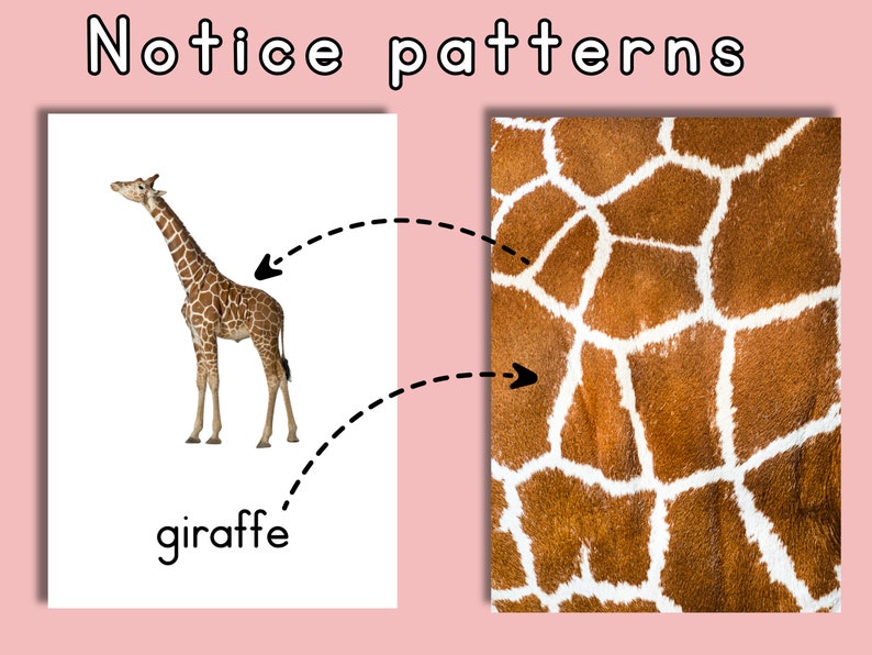 Animal Matching Cards | Animal Games | Match the Animals | Animals of ...