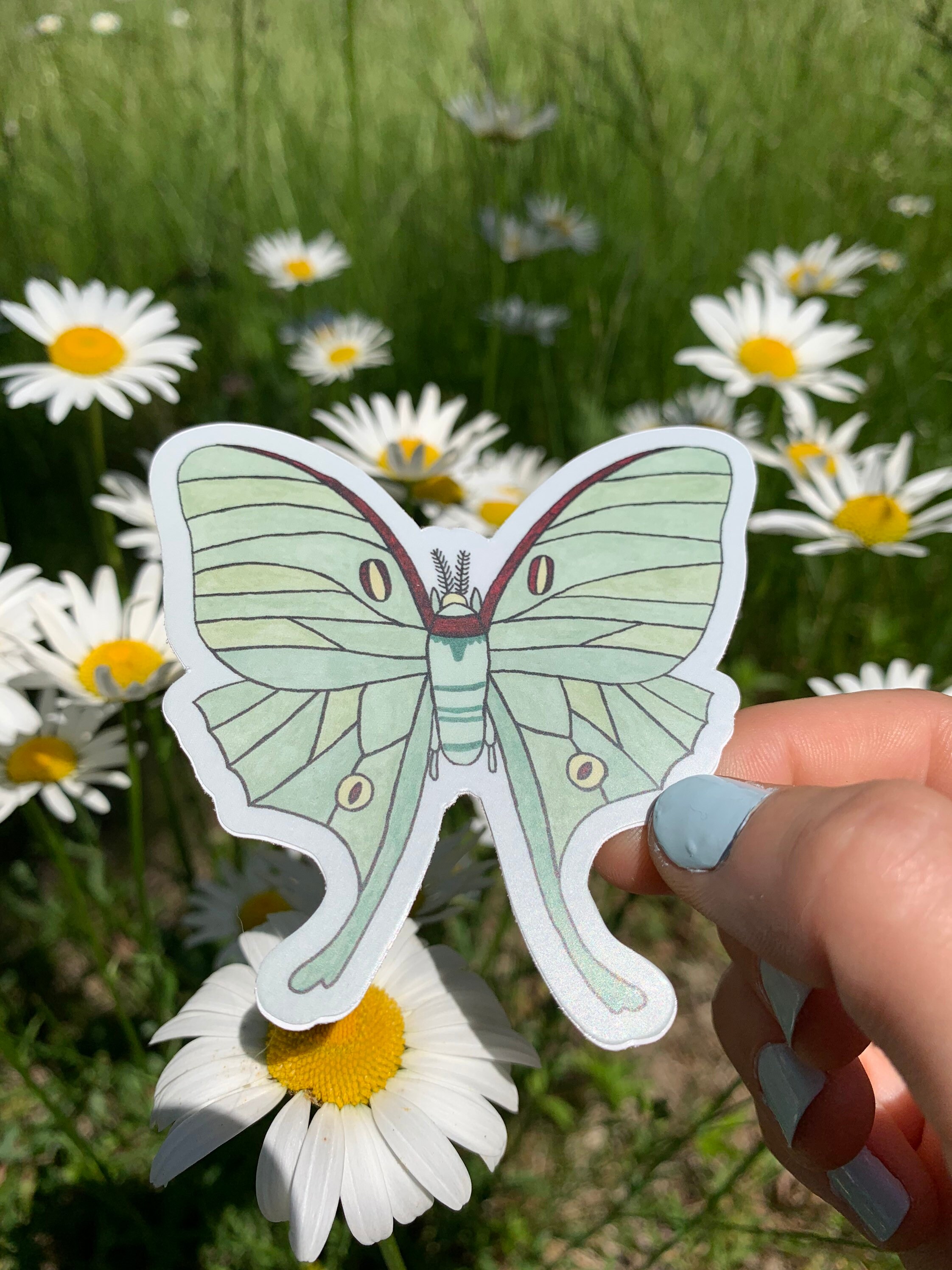 Lunar Moth Vinyl Sticker - Etsy