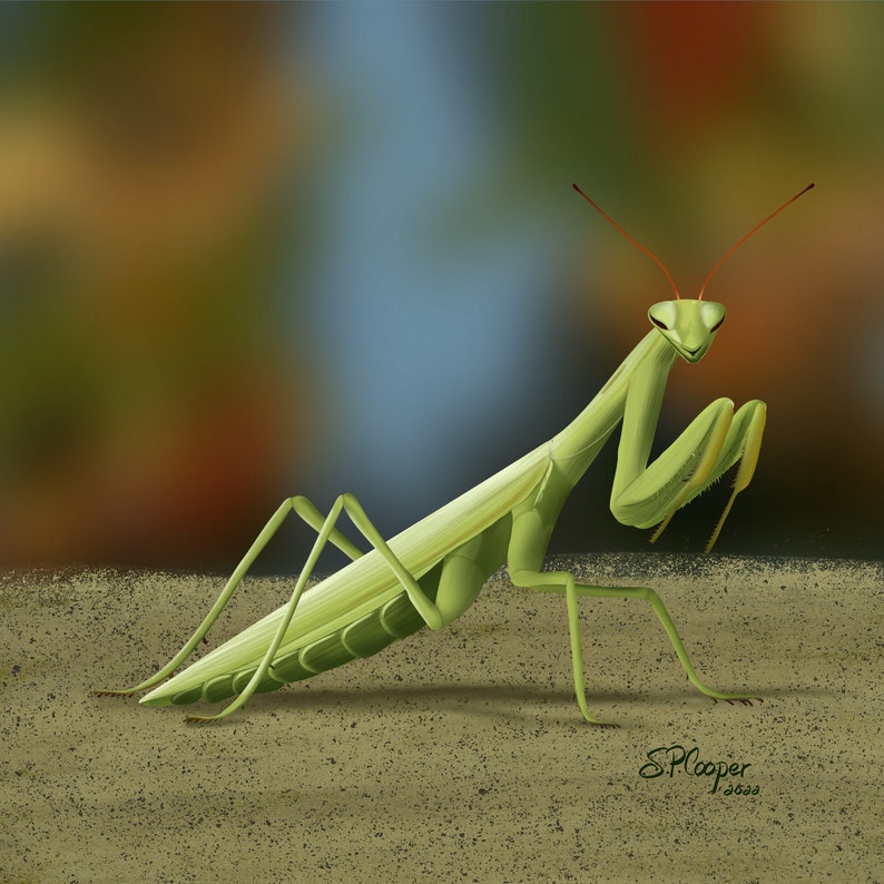 Praying Mantis - Etsy