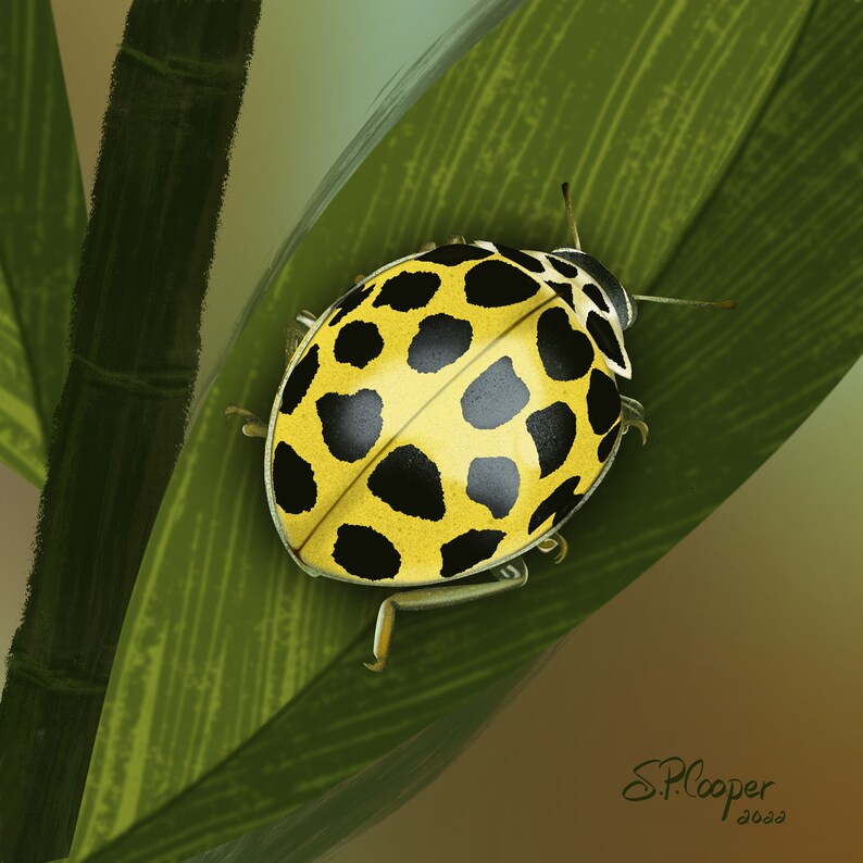 Yellow Ladybug - Etsy