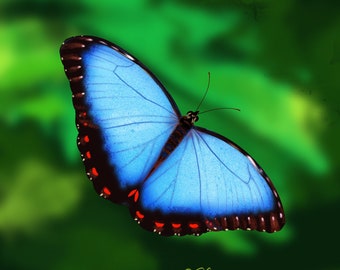 Life Cycle of a blue Morpho Butterfly Clip Art Set - Etsy