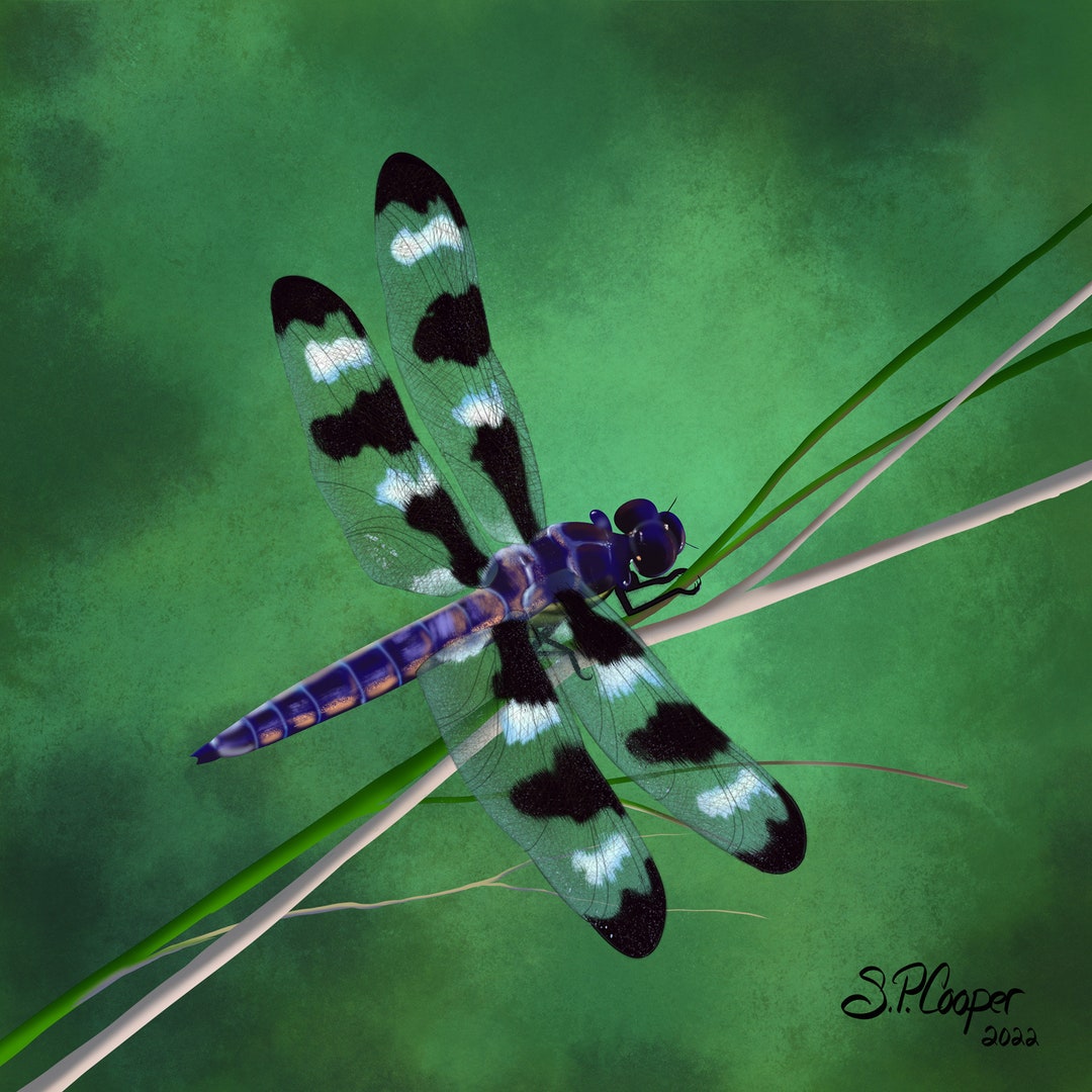 Black & White Winged Dragonfly - Etsy