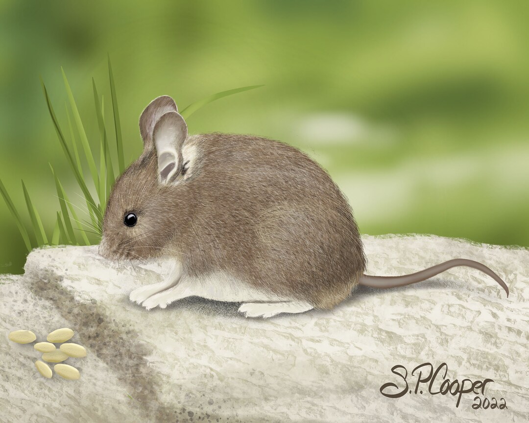 Field Mouse - Etsy