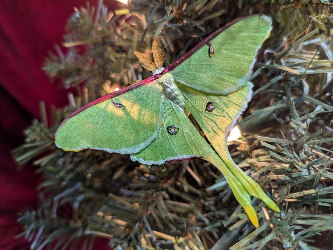 Highly Realistic Luna Moth Figurine With Clip - Etsy