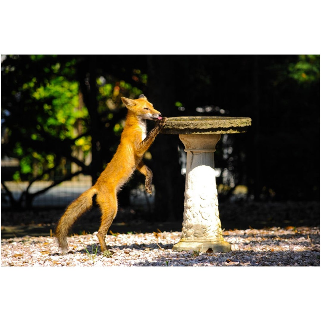 Fox Drinking Water From Bird Bath - Etsy