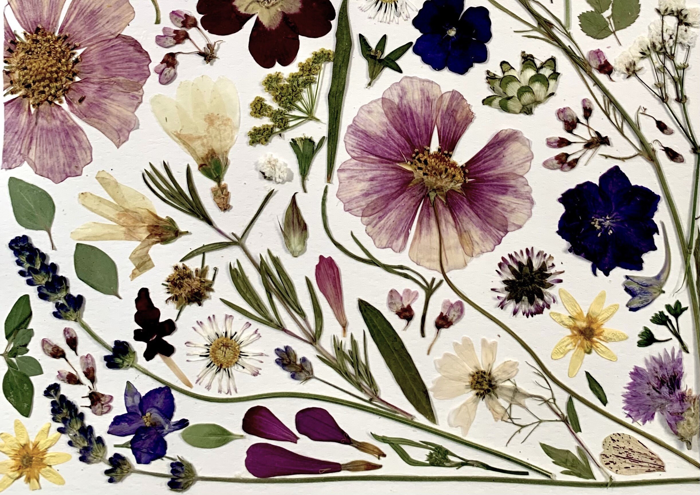 Framed Original Art Pressed Flower Art Collage - Etsy