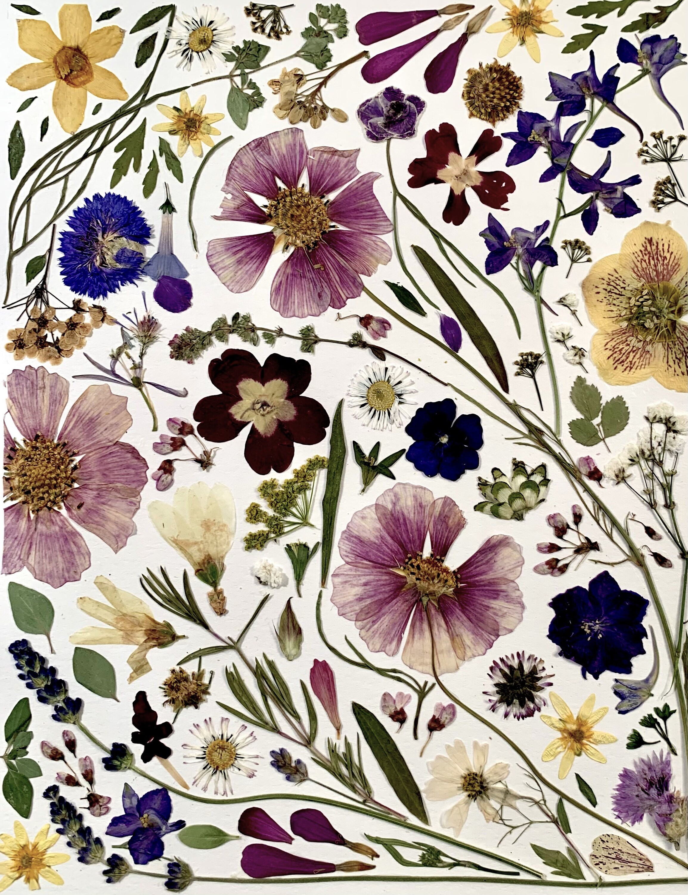 Framed Original Art Pressed Flower Art Collage - Etsy