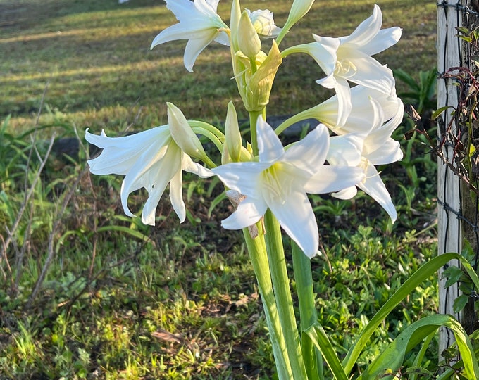 Crinum X Powelii ‘album’ - White Crinum Bulbs - Etsy